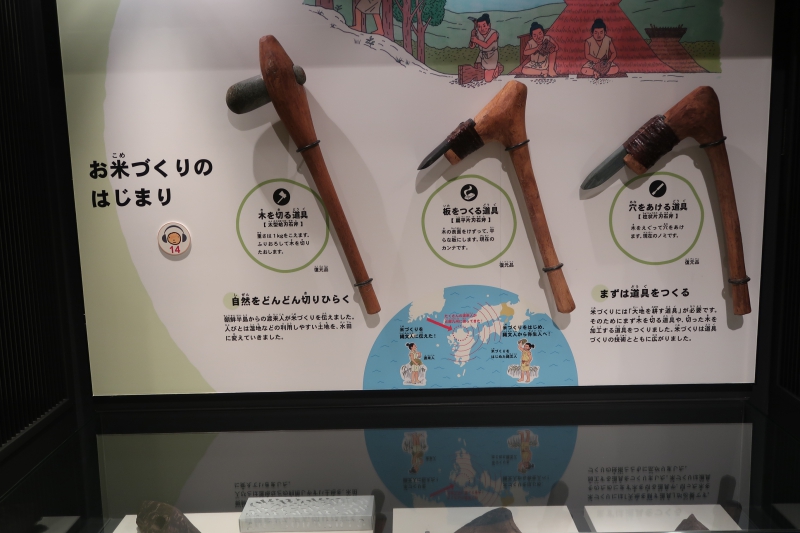 米づくりのはじまり | 兵庫県立 考古博物館